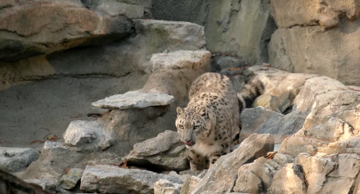 Cincinnati Zoo Snow Leopard Habitat | COST of Wisconsin